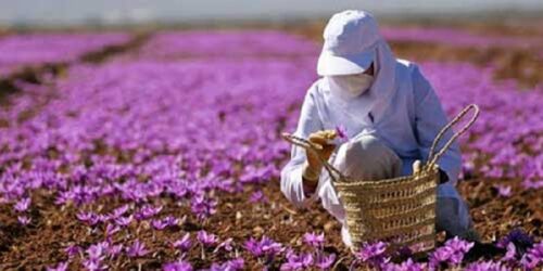 31 Surprising Health Benefits of Zafaran (Saffron) - OrigIran